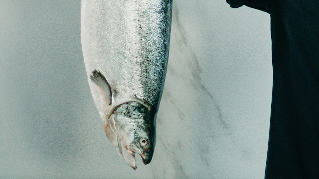 Discover the Unique Characteristics of 6 Different Types of Salmon ...