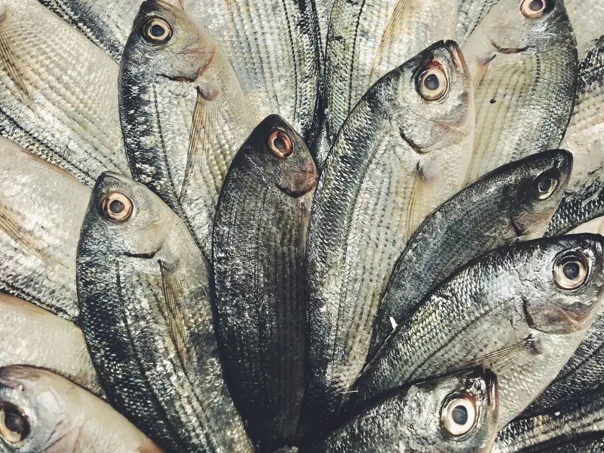 What Kinds Of Flat Fish Can You Cook With? - TheHomeCookBible